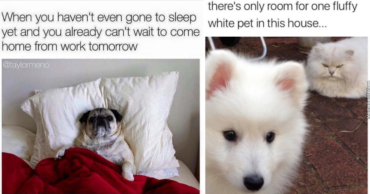 29 Adorable Animal Memes to Cure Your Post-Howliday Return to Work ...