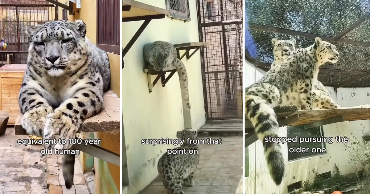 Senior Snow Leopard Falls Ill, But After Becoming Friends With a Young ...