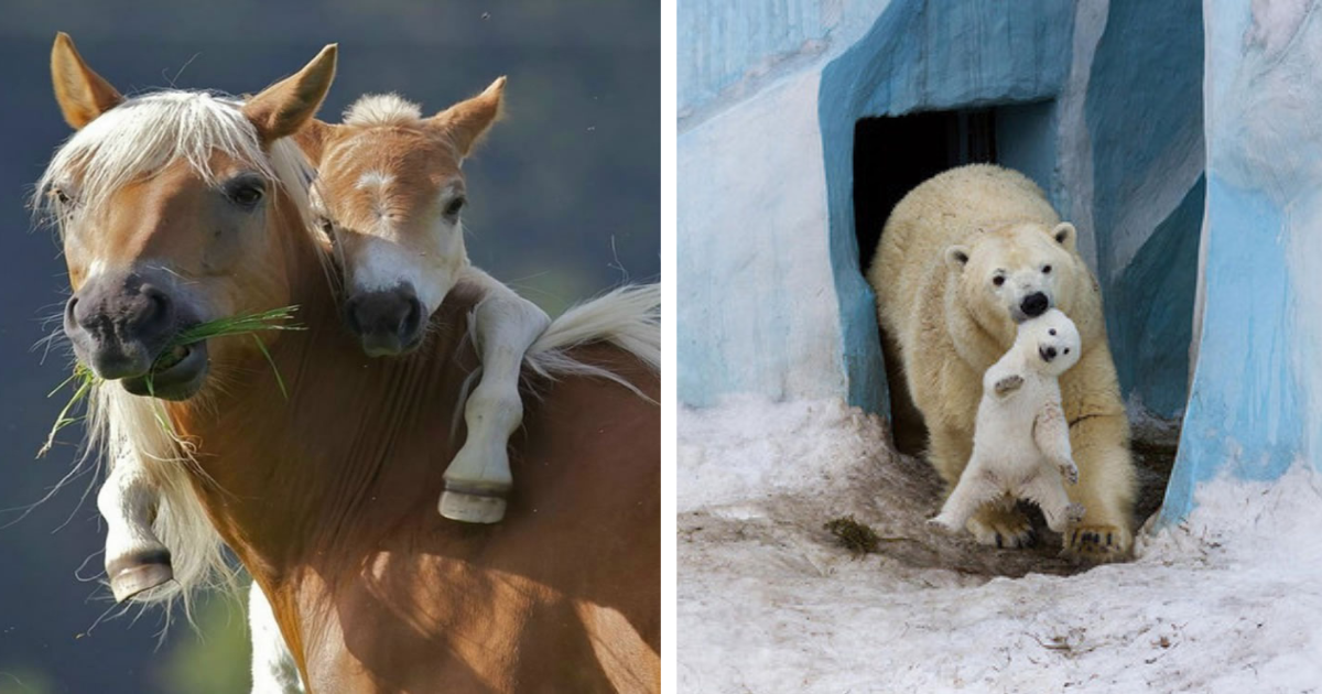 29 Wildly Relatable Pawrenting Moments Because Kids Are a Handful, Even ...