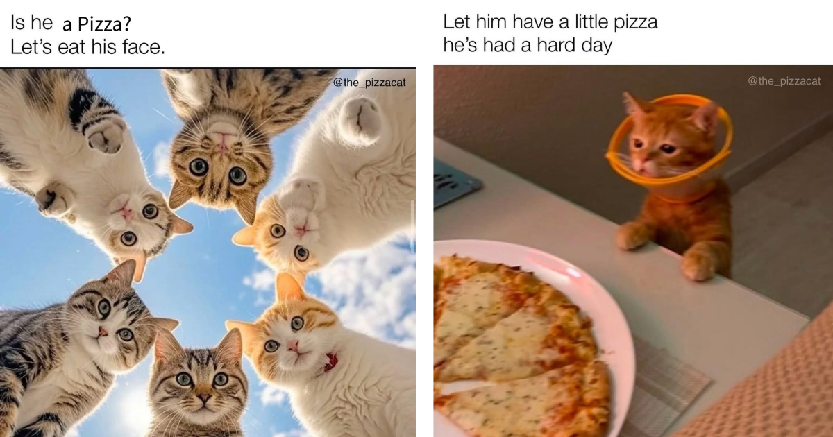 Pawdorable Pizza Party: A Funny Feline 24 Meme Celebration of Calzone ...