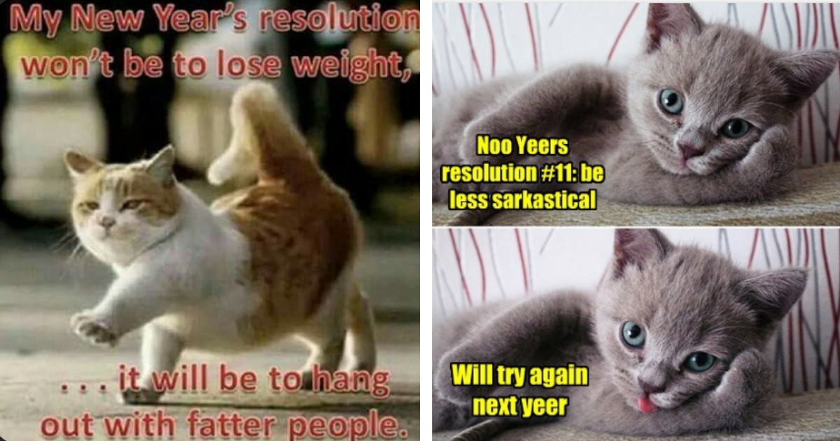 25 Funny and Fearless Felines Form Fab and Flexible New Year’s ...