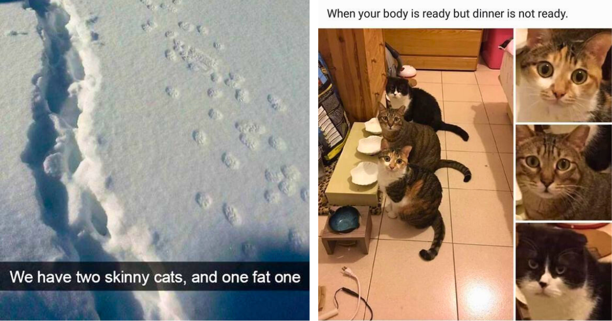 Caturday Winter Wholesomeness of 24 Cute Cat Memes Making Warm Feline ...