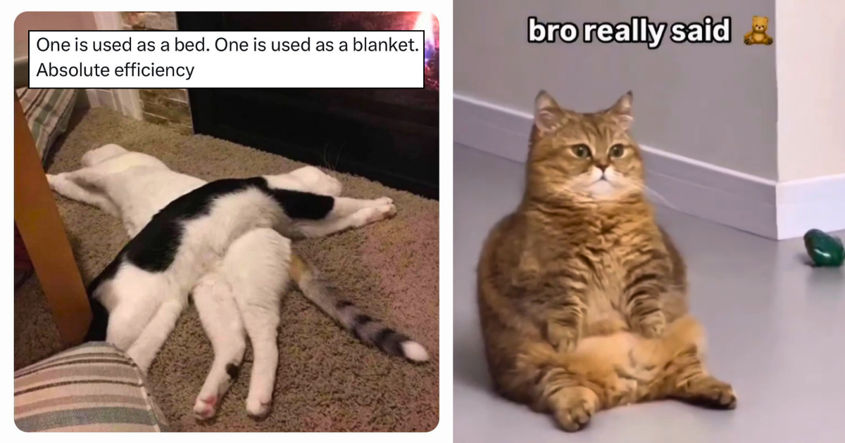 Cat Meme Collection of 25 Sassy Fuzzy Feline Memes Pawrfect For People Who Wish to be Cats - I ...