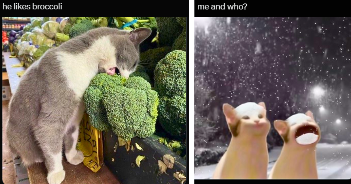 22 Silly Cat Memes Meowing Mischievously to Silly-Up Your Winter ...