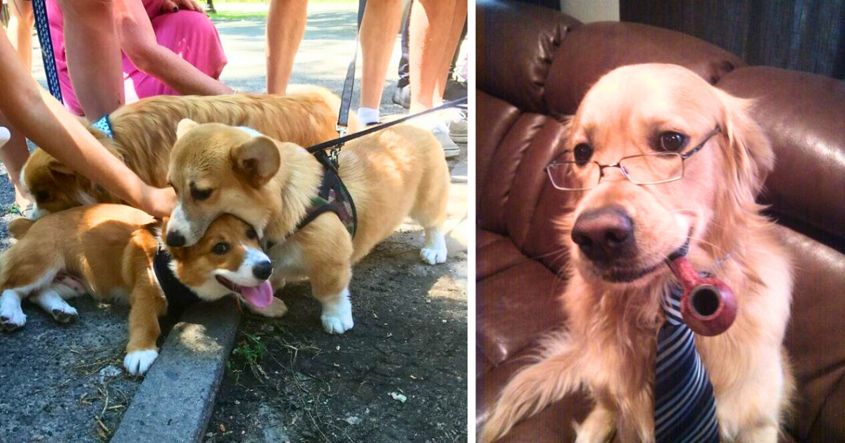 24 Dog Pawrents Documenting Doofus Moments of Their Doggo Friendos for ...