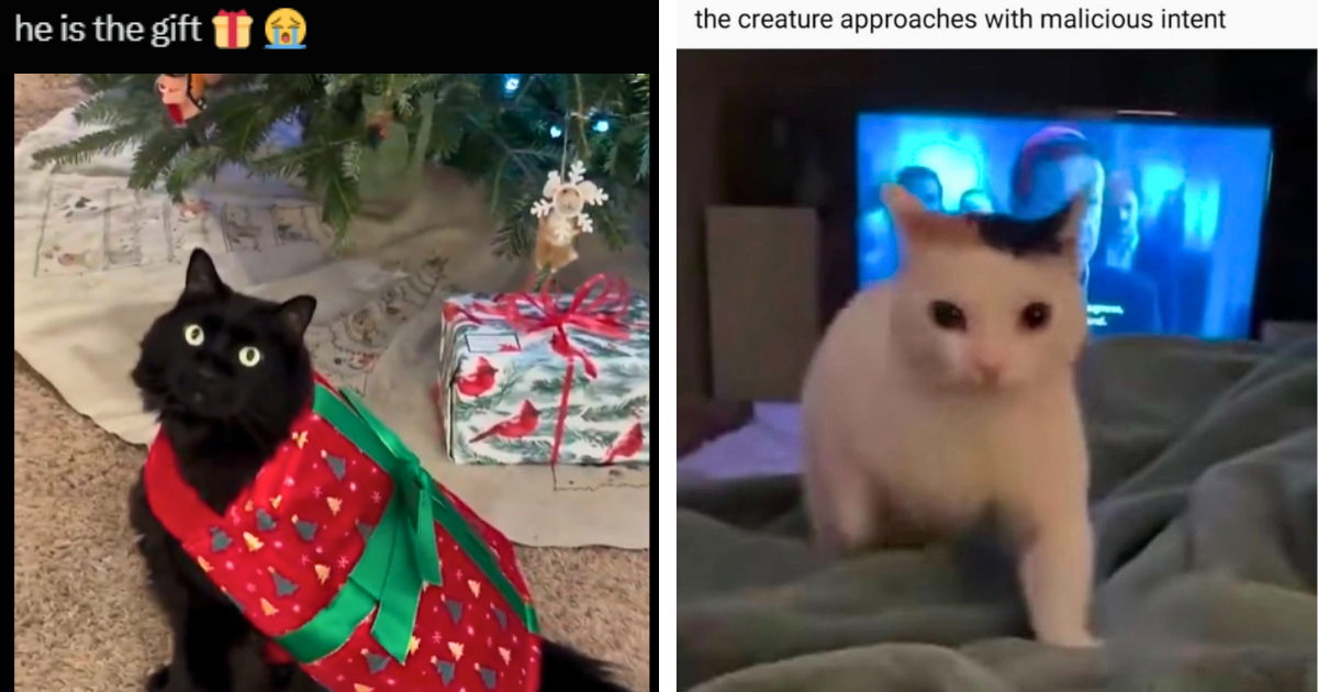 24 Sassy Cat Memes Sending You Energy to Pass These Post-Christmas Days ...