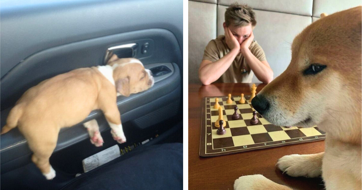 25 Funny and Fluffy Doggo Moments That Show Us Why We Keep Them As ...