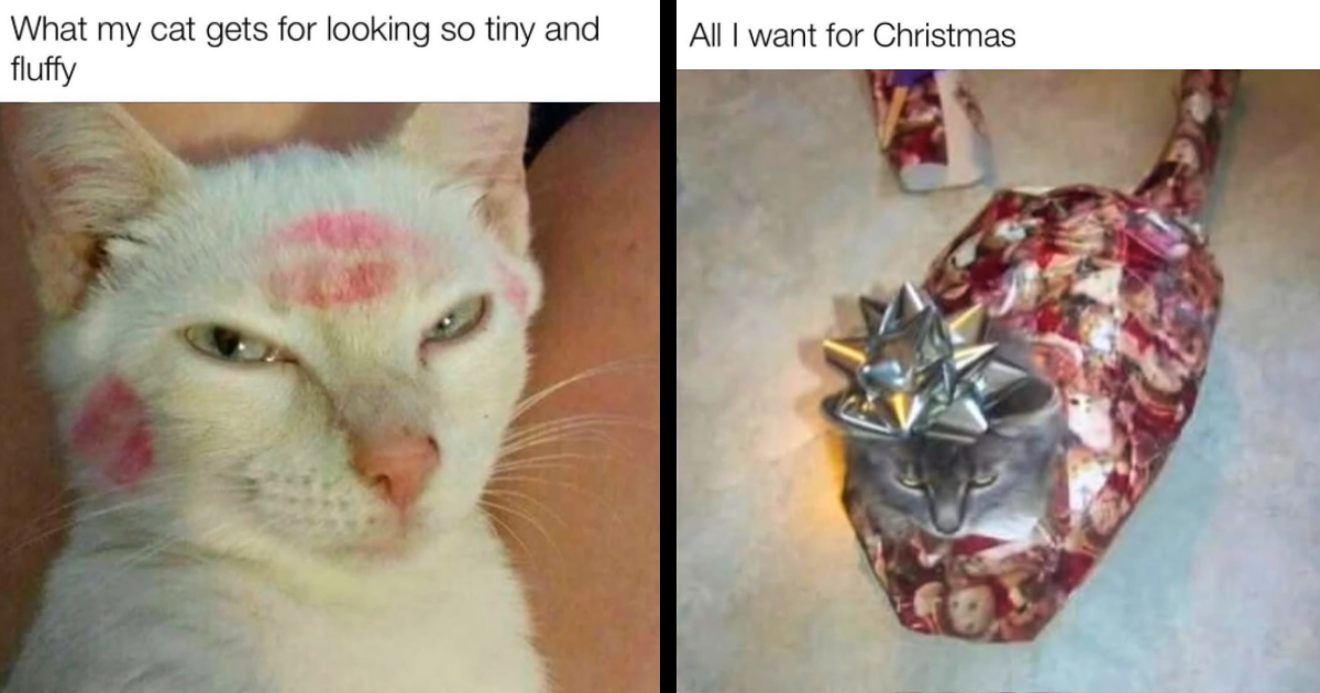 This Week's 23 Warm n' Fuzzy Feline Memes for Cat Lovers Who Would ...