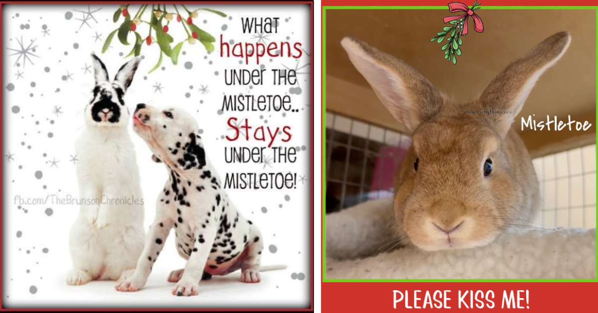 Animal Comedy - mistletoe - Animal Comedy - Animal Comedy, funny ...
