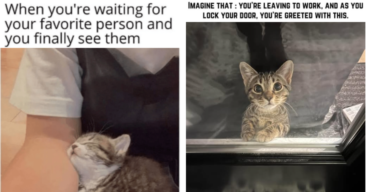 24 Memes and Pawsts Presenting the Impawssible Purrsuit for Purrfect ...