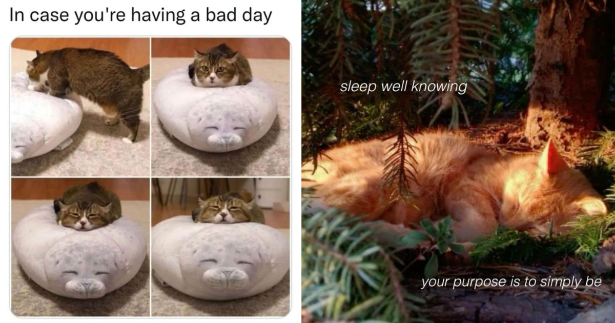21 Sleepy Cat Memes Slounging All Over This Sunday and Snuggle to You ...