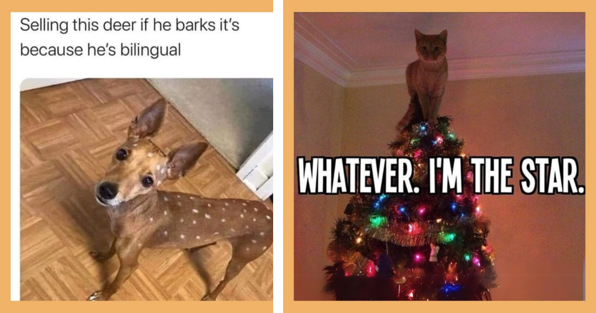 25 Cozy and Cuddly Animal Memes to Pawtect You from the Cold - Animal ...