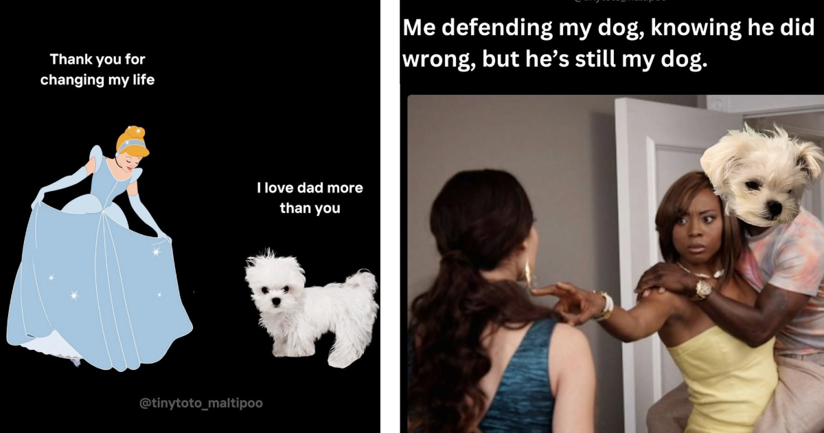 Animal Comedy - golden - Animal Comedy - Animal Comedy, funny animals ...