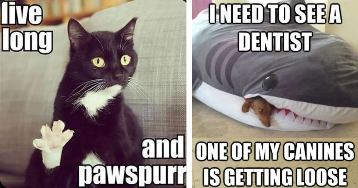 30 Pet Memes of Pawsome Puns for a Purrfectly Pawsitive Pause From the ...