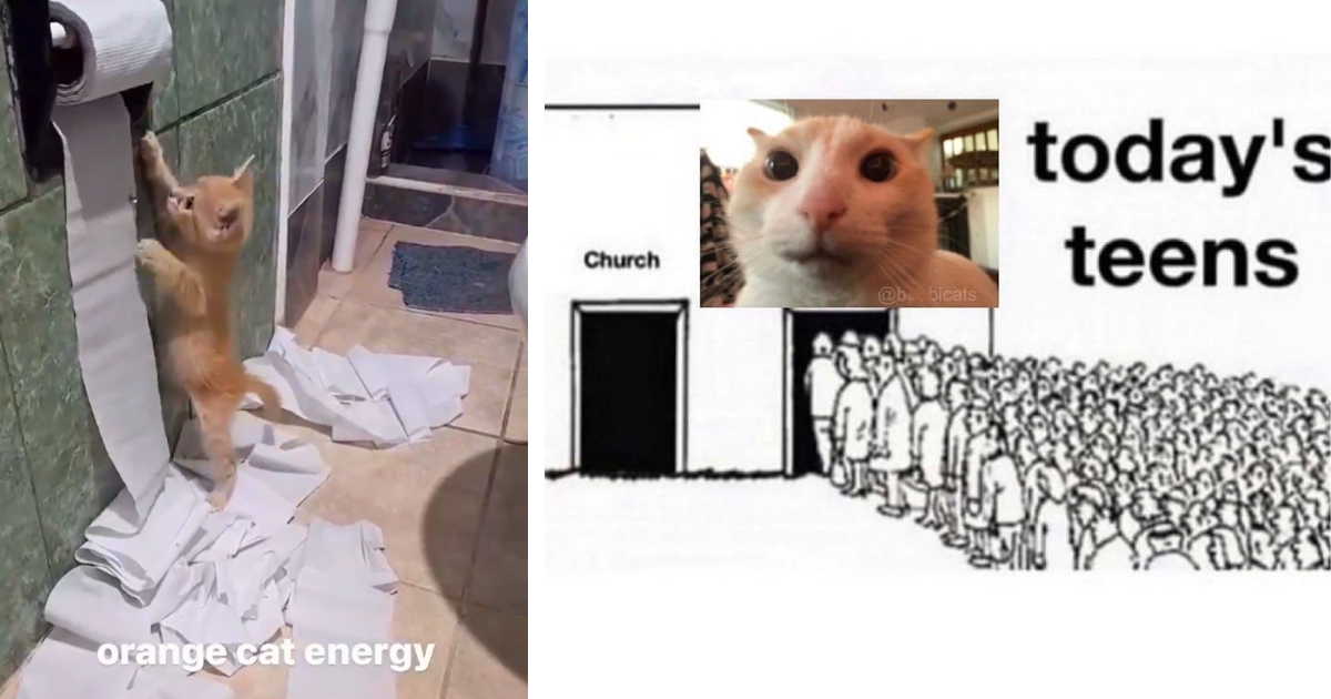 25 Sassy Strange Cat Memes Making Monday Tolerable With the Power of ...