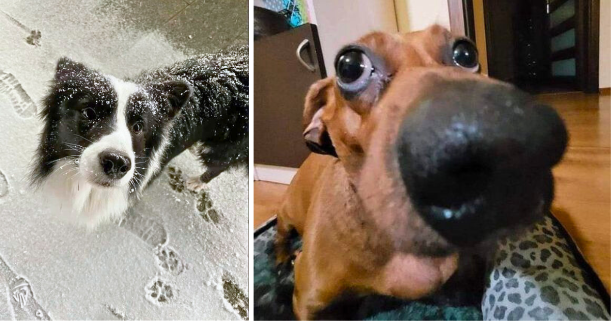 21 Funny and Fluffy Doggos in Doofus and Delightful Situations Fetching ...