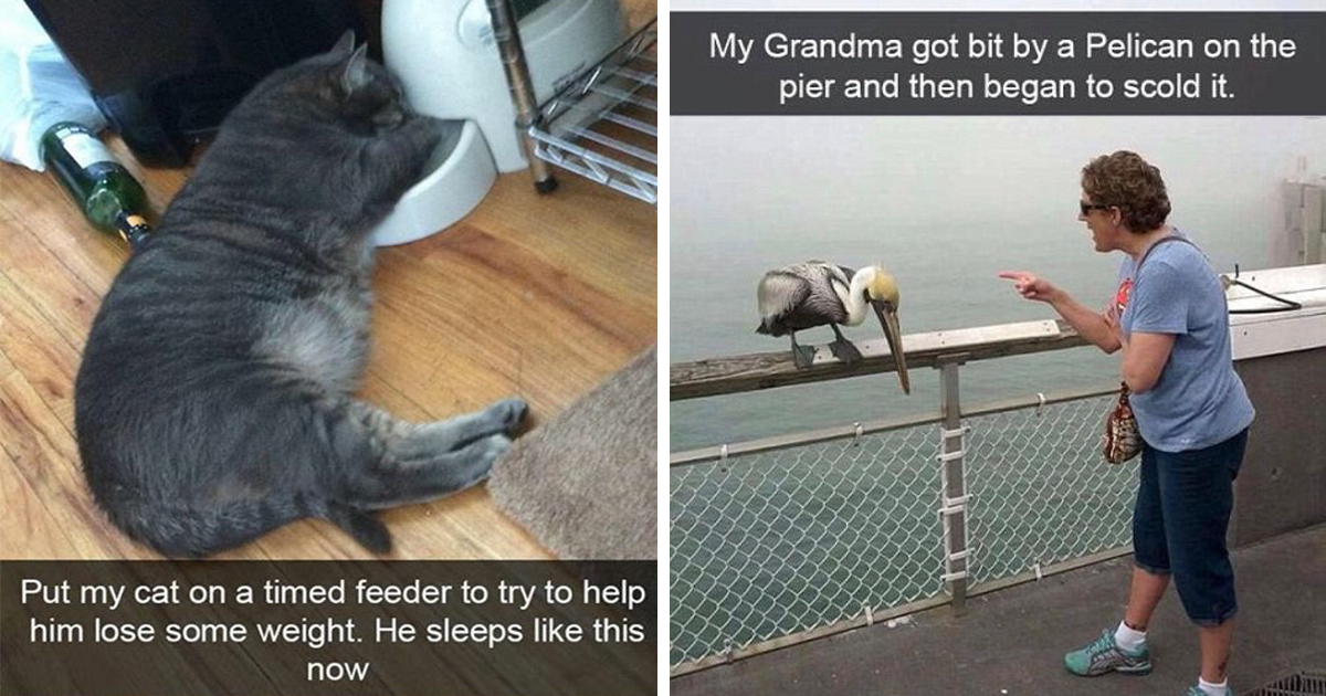 20 Silly Animal Memes and Snaps to Help Start Your Day off with a ...