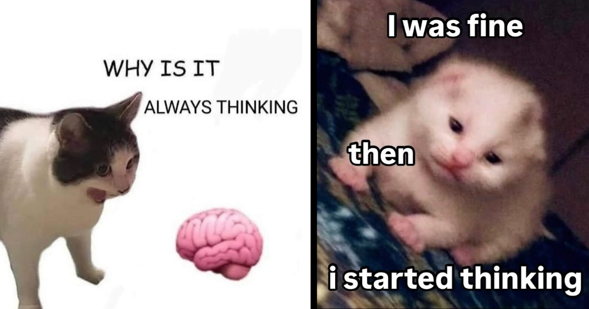 22 Mind-Massaging Cat Memes to Clear Your Cerebellum of Whiskery ...