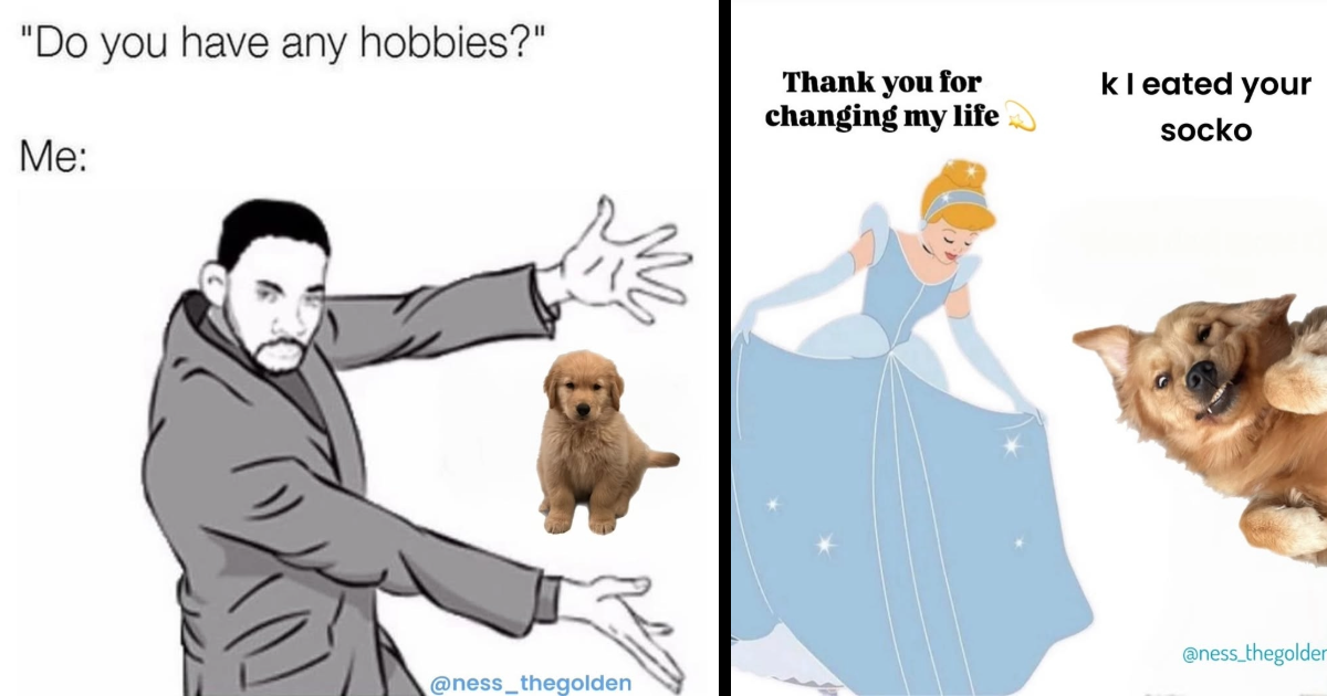 20 Pawdorable Pupper Hearthrob Pawsts to Usher in a Golden Retriever ...