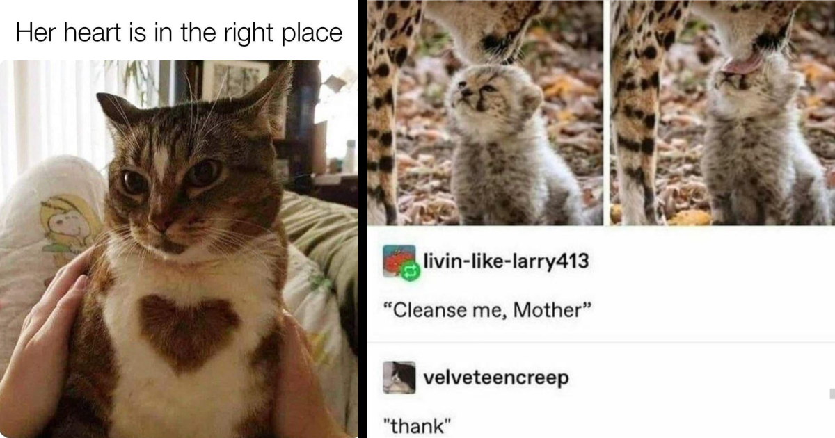 26 Pawsitive Cat Memes for a Purrfectly Wholesome Whiskery Winter Treat ...