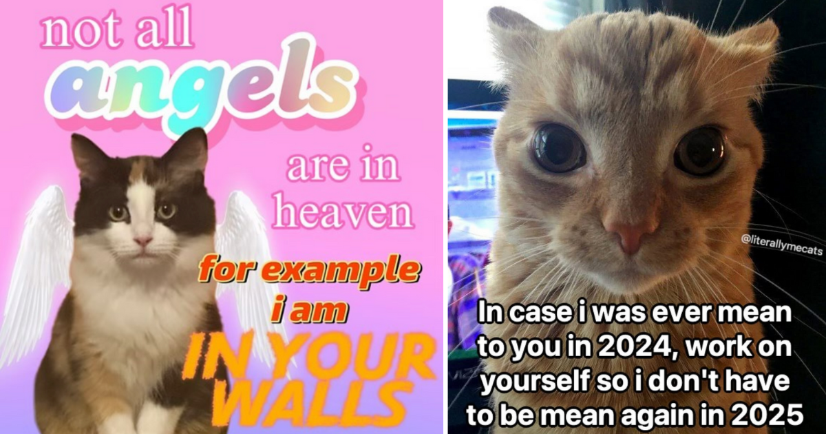 New Year, Same Cats: 27 Hilarious Cat Memes of Feisty Felines Making ...