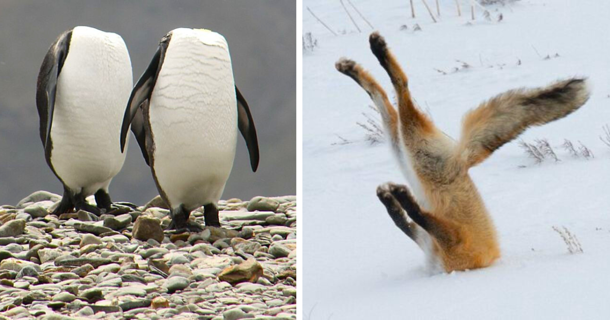 Animal Comedy - intimate - Animal Comedy - Animal Comedy, funny animals ...