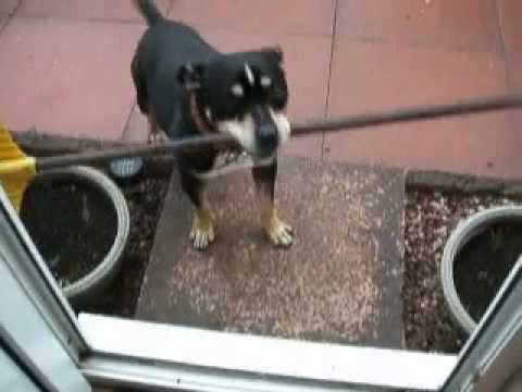 I Can Has Cheezburger? - rake - Funny Animals Online - Cheezburger