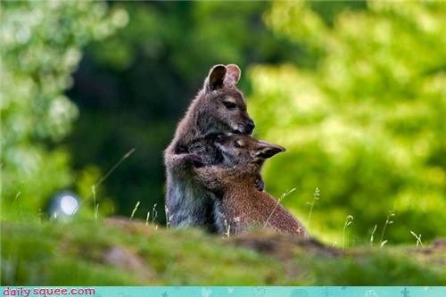 Daily Squee - Cute Animals - Cute Baby Animals - Cute Animal Pictures ...