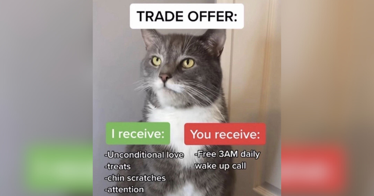 25 Cute Cat Memes Making Midweek Madness Much More Tolerable With Their ...