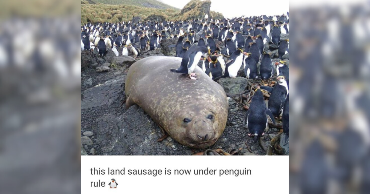 World Wild Web: 24 Animal Memes Snatching 2025 to the Woods to Make it ...