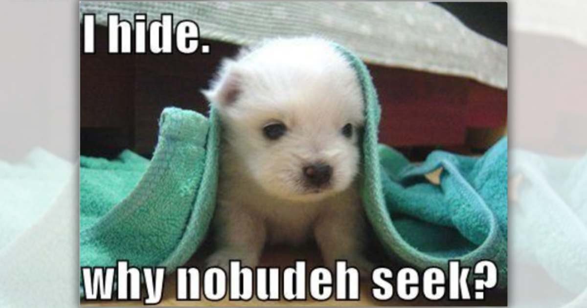 25 Memes of Awwdorable Animals Pulling a Houdini and Hiding in ...