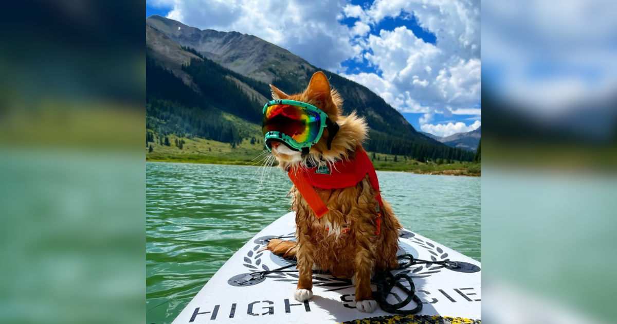 Meme Moewtivation: 25 Feline Photos of Fabulous Fantasies to Fulfill in ...