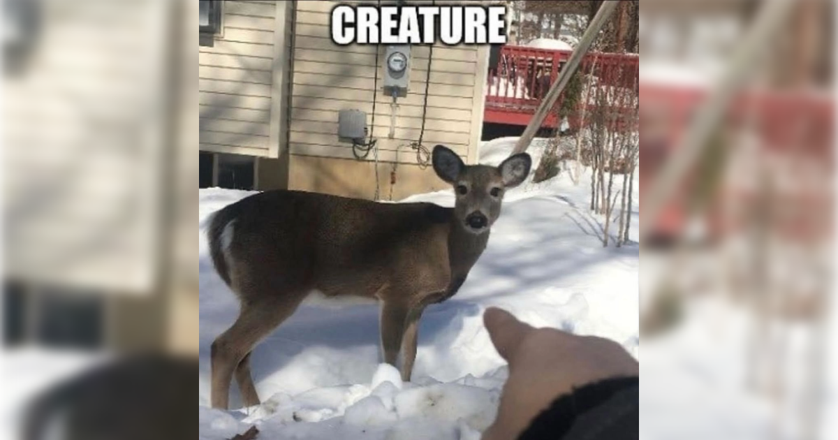 25 Random Animal Memes to Make the First In-Office Friday of the New ...