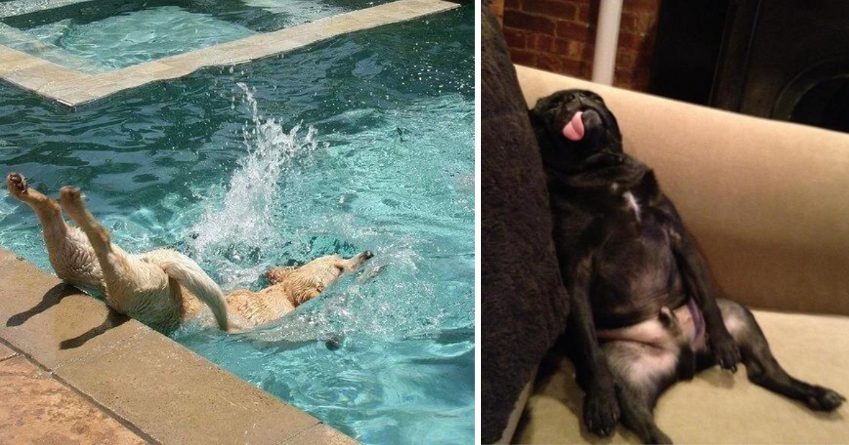 26 Dorky Doggo Derps That Prove Fetching Brains Is Not Their Game ...