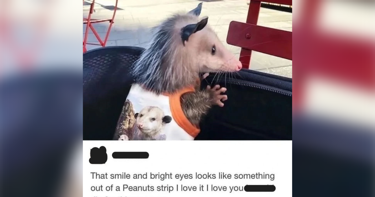 22 Optimistic Opossum Memes to Optimize Your Outlook on This New Year ...