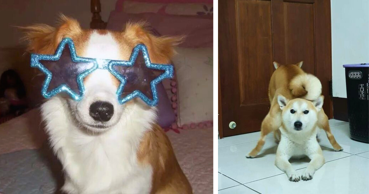 23 Doofus Dogs Doing Their Doggo Thing Which is Definitely Enough to ...