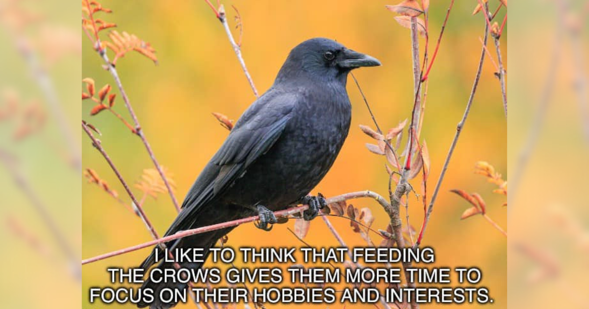 22 Boisterous Borb Meme Squawking Silly Sounds to Split That Smile on ...