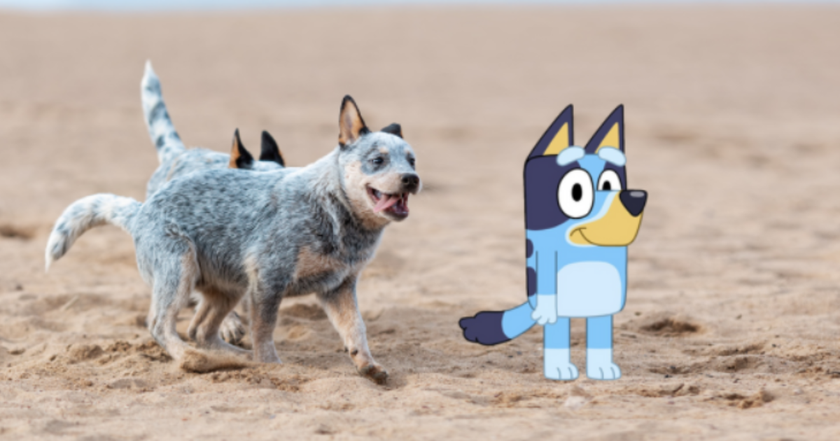 25 Pawsome Posts of Bluey's Perfectly Imperfect Family and Their Real ...