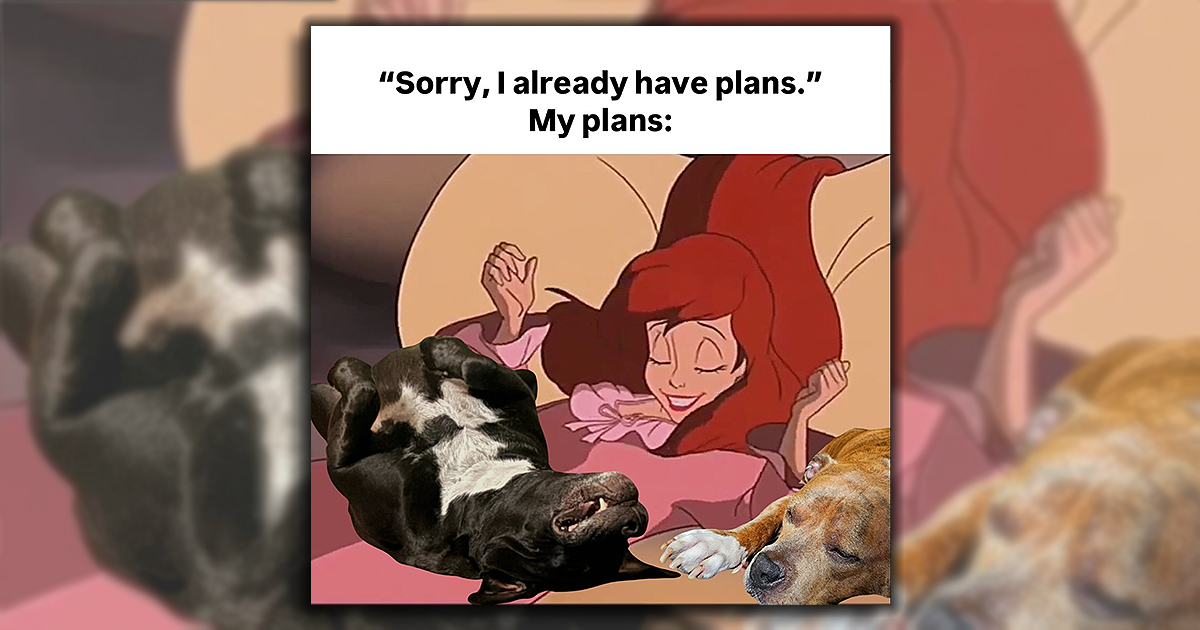 29 Howlarious Dog Memes for Dog-Lovers In Need of Their Own Cuddly ...