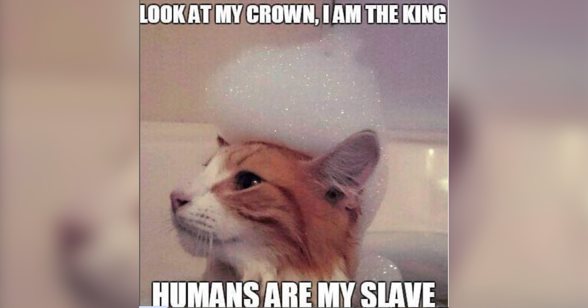 25 Memes Capturing Controlling Cats and Their Pampering Pawrents - I ...