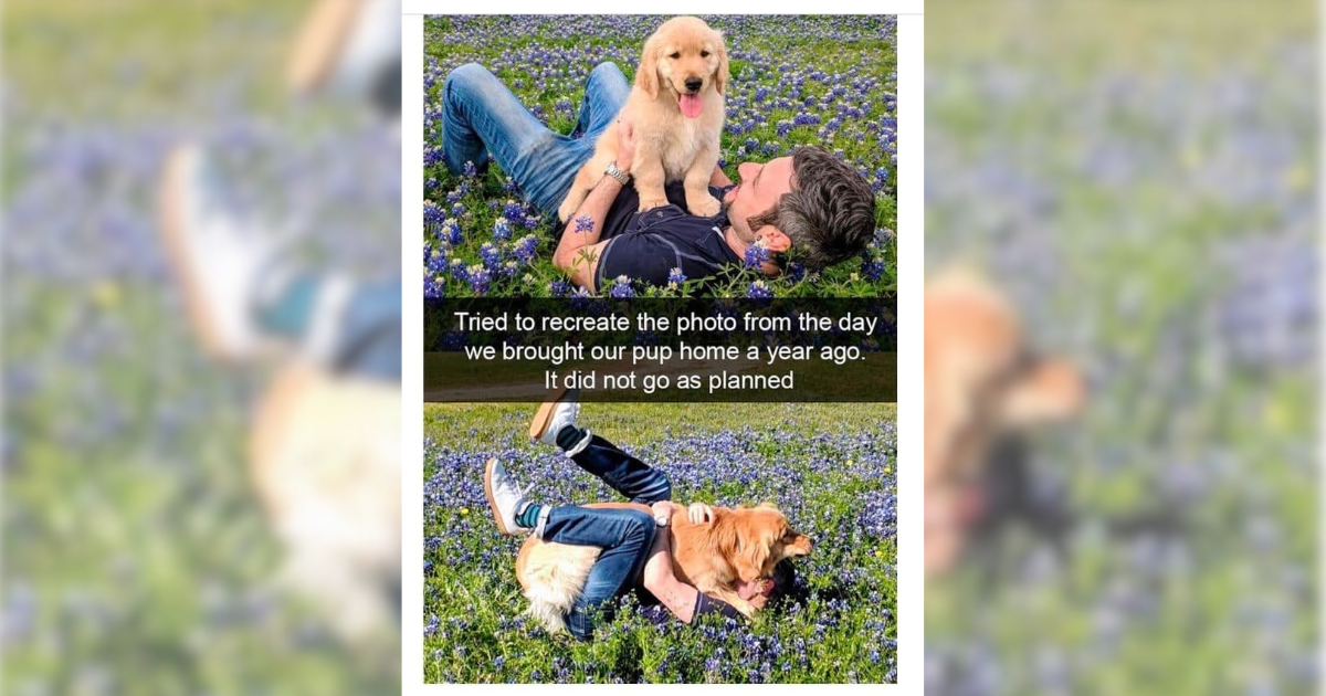 22 Pawrecious Pupper Memes Uplifting Moods All Across This Online Dog Park of Comedy - Animal ...