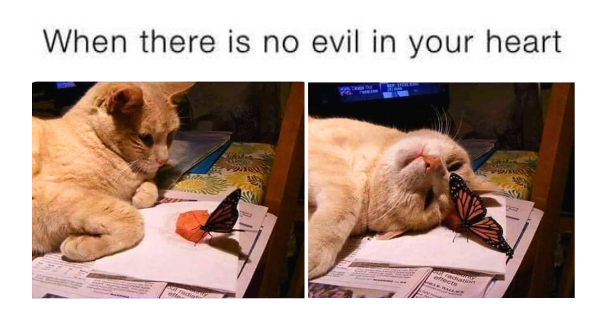 25 Adorable Animal Memes Melting Hooman Hearts All Around During This ...