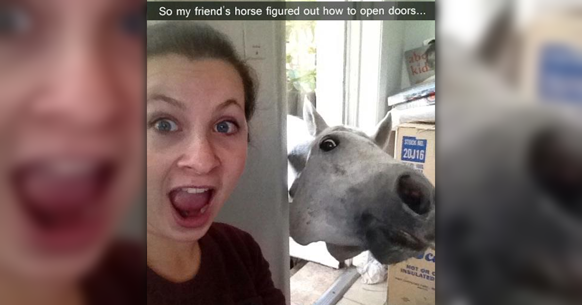 26 Silly Animal Memes and Snaps to Help Start Your Day off with a ...