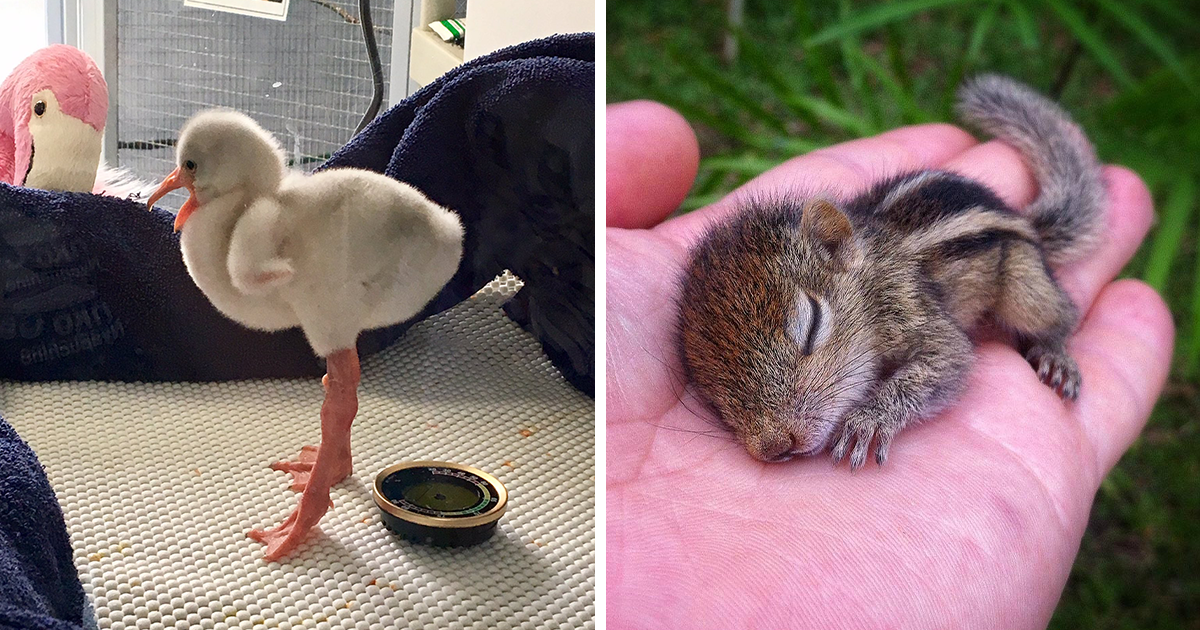 30 Itty Bitty Cute Baby Animals To Bring A Smile To Your Face (January ...