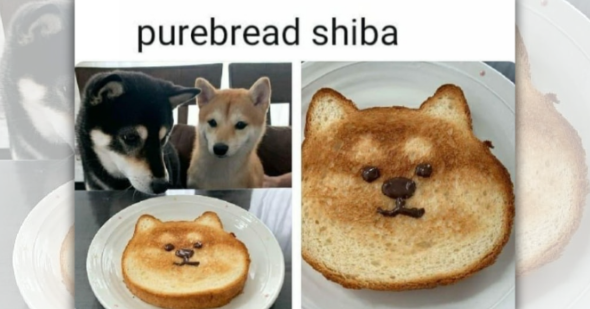 Doggy Daycare for Memes of Marvelous Mutts: 27 Hilarious Hounds ...