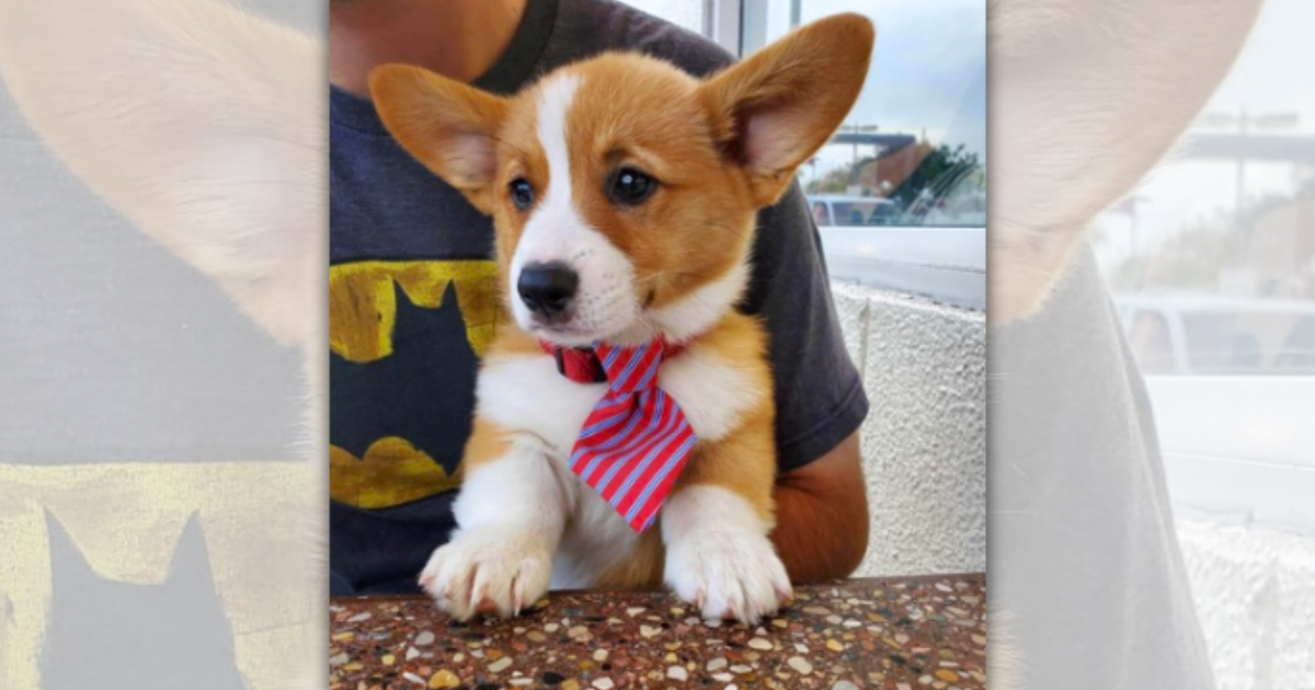 29 Seriously Smol Baby Animals to Counter Those Pesky Wednesday Woes ...