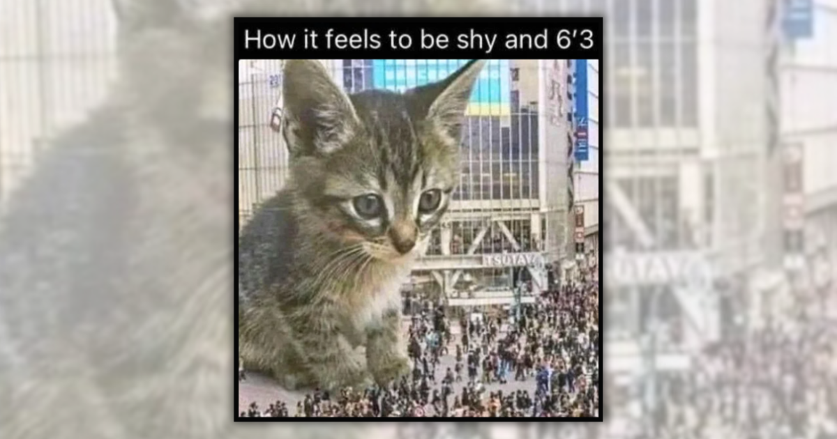 23 Meowing Memes Making Menace Look Cute Because They're Cats and That ...