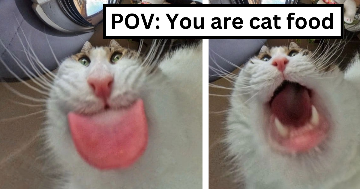 Funny Cat Food Memes