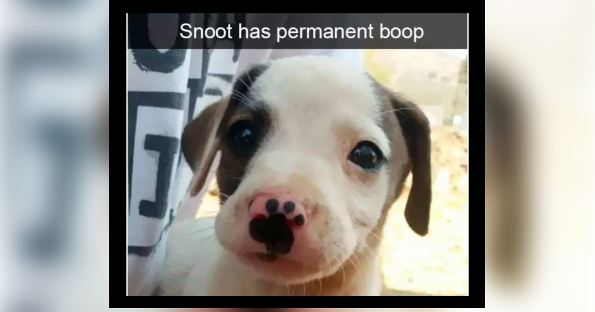 24 Woofingly Pawsitive Dog Posts for Canine Child Cuddlers Who Like ...