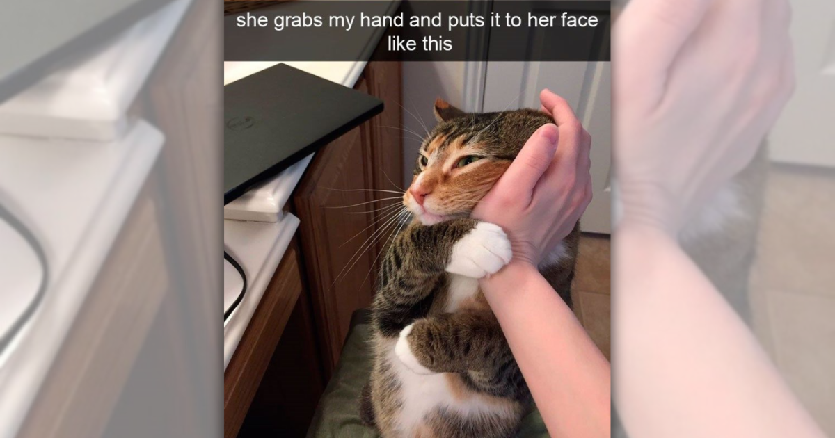 23 Cute Cat Memes to Cuddle With Under a Fuzzy Blanket While Your ...